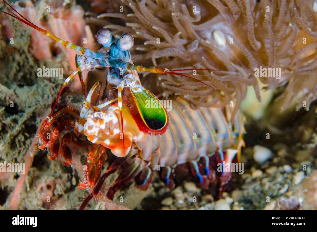 Smashing Mantis Shrimp, Odontodactylus scyllarus, by tentacles of ...