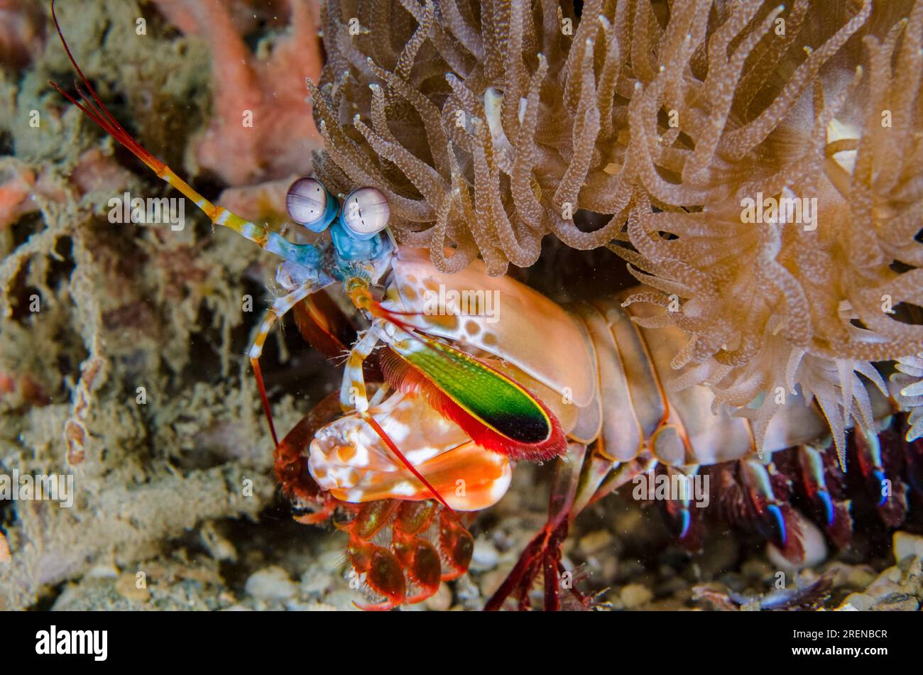 Smashing Mantis Shrimp, Odontodactylus scyllarus, by tentacles of ...
