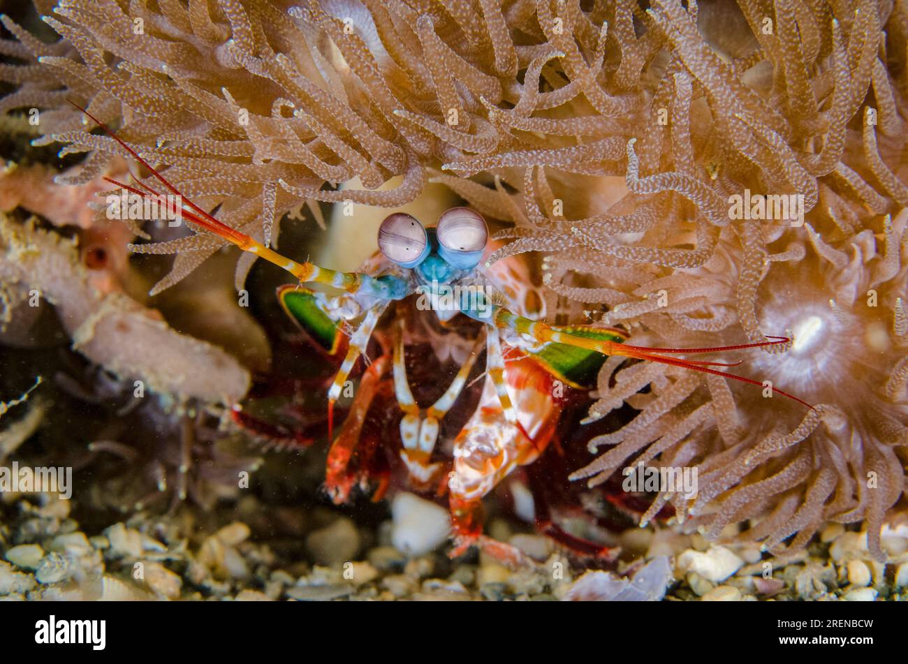 Smashing Mantis Shrimp, Odontodactylus scyllarus, by tentacles of ...