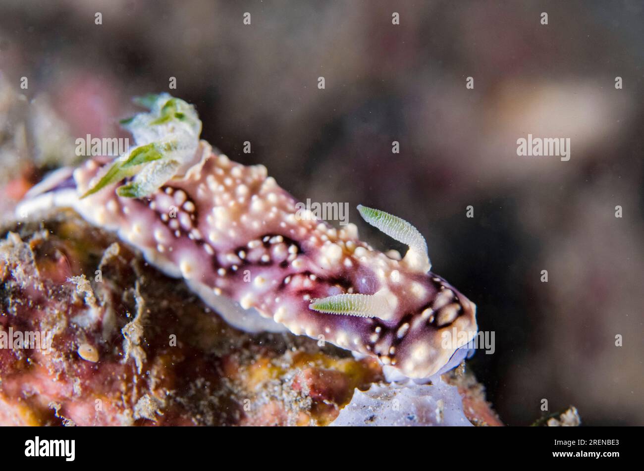 Geometric nudibranch hi-res stock photography and images - Alamy