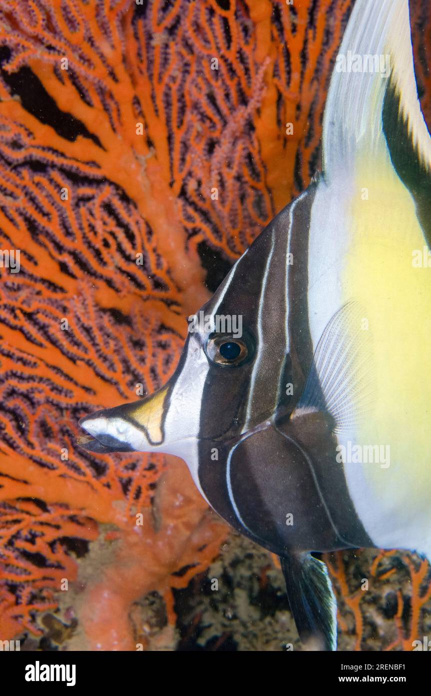 Moorish Idol, Zanclus cornutus, in front of Sea Fan, Melithaea sp ...