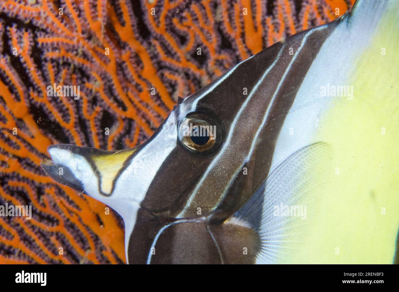 Moorish Idol, Zanclus cornutus, in front of Sea Fan, Melithaea sp ...