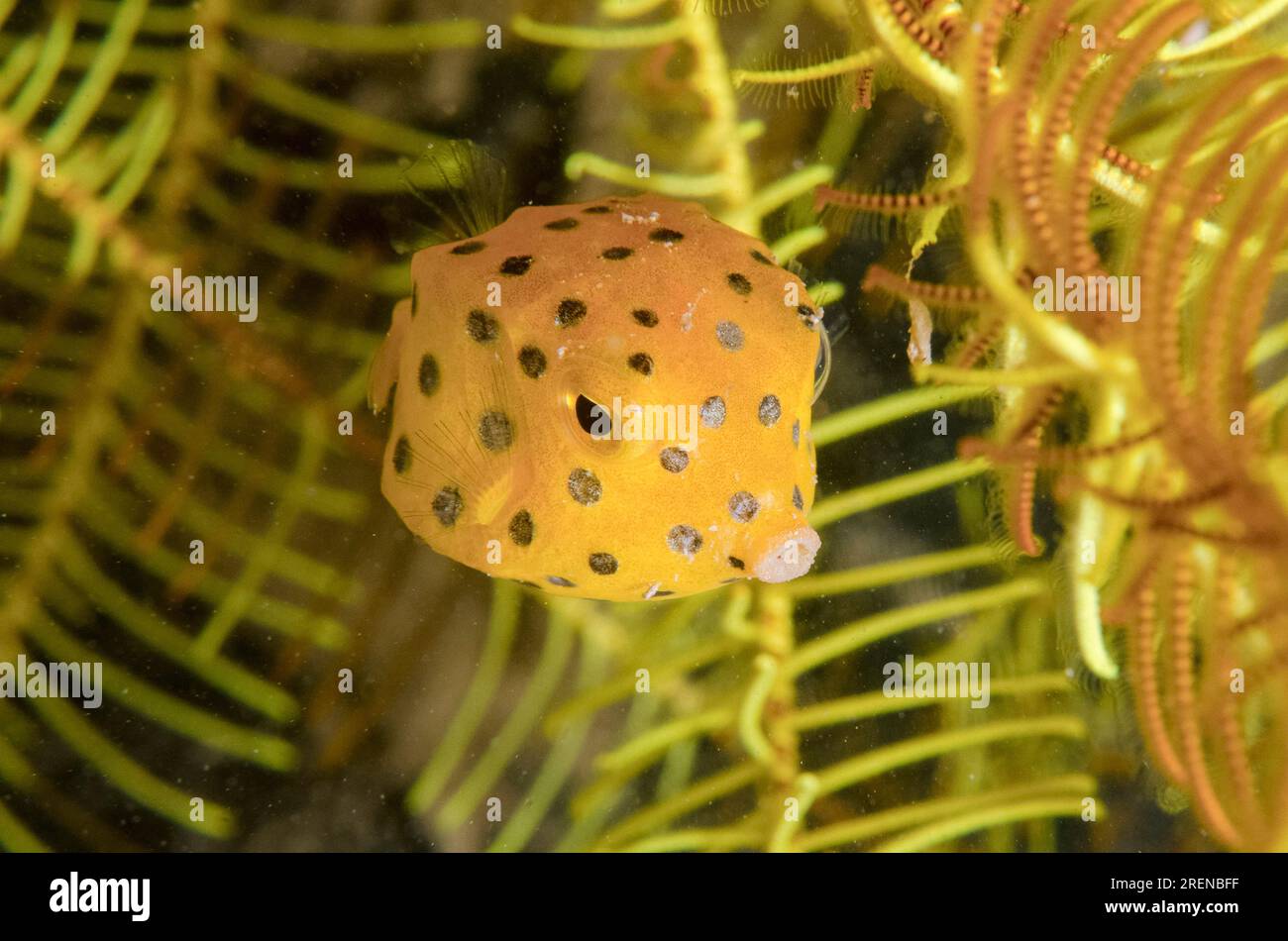 Yellow boxfish cube trunkfish ostracion hi-res stock photography and ...