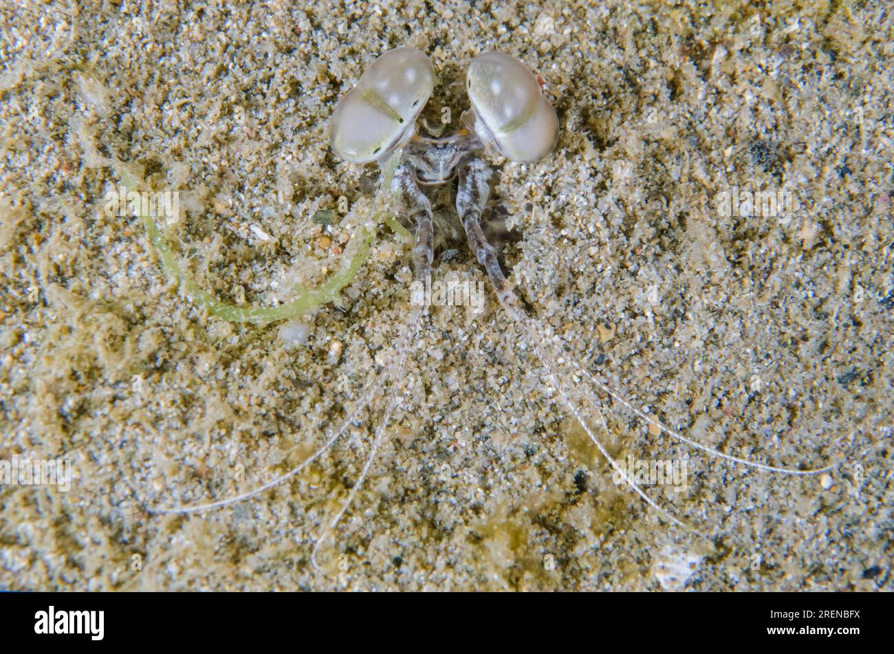 Spearing Mantis Shrimp, Lysiosquillina sp, camouflaged in hole in sand ...