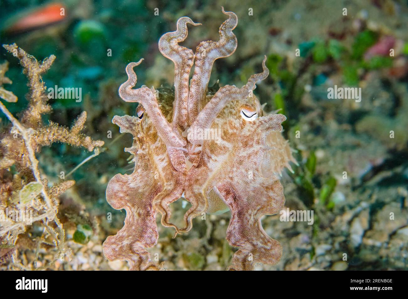 Broadclub Cuttlefish, Sepia latimanus, raising tentacles in defensive ...
