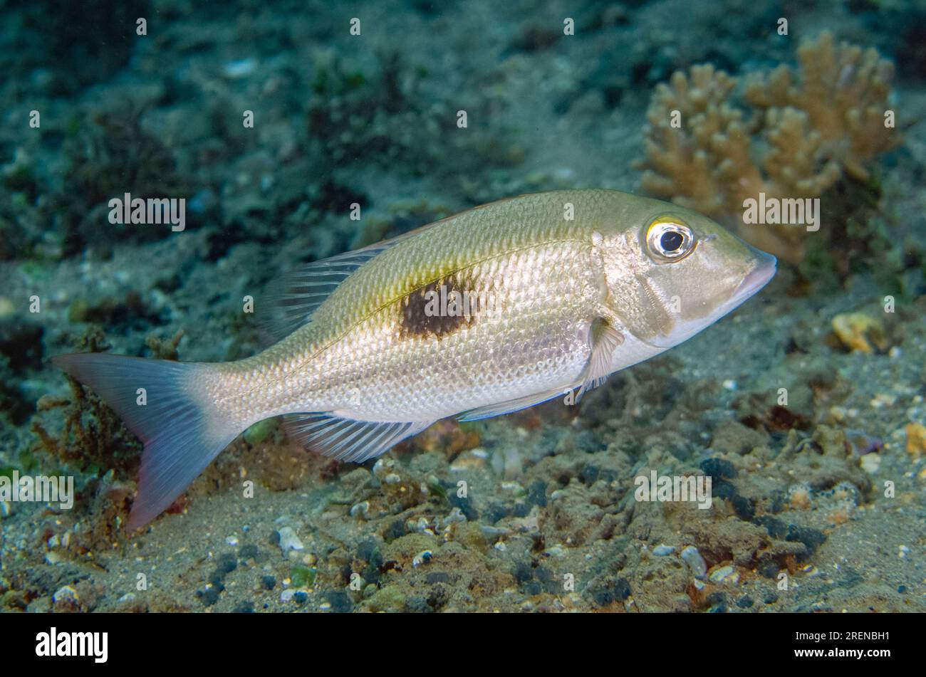Thumbprint Emperor, Lethrinus harak, Tasi Tolu dive site, Dili, East ...