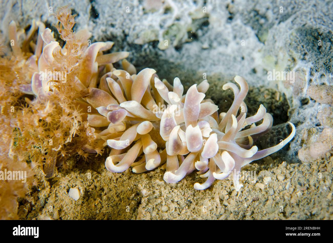 Phyllodesmium Nudibranch, Phyllodesmium magnum, Tasi Tolu dive site ...