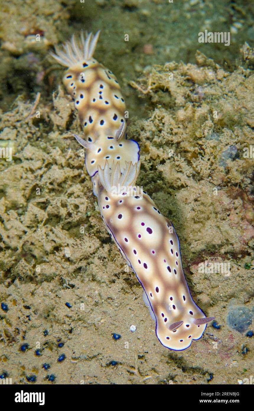Pair of Tryon's Nudibranch, Hypselodoris tryoni, tailing each other ...