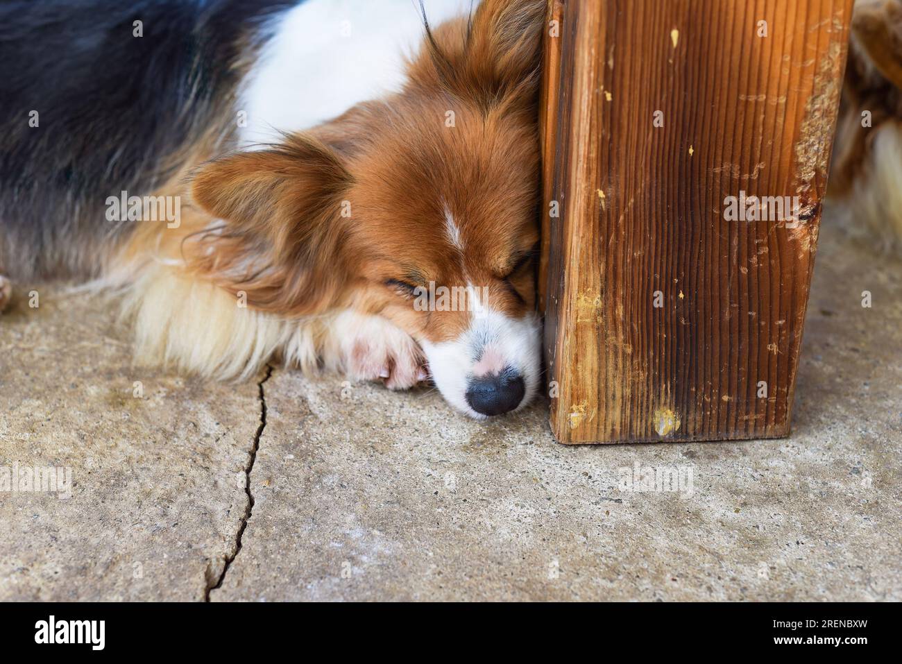 peaceful dog resting under the sun rays with closed eyes Stock Photo ...