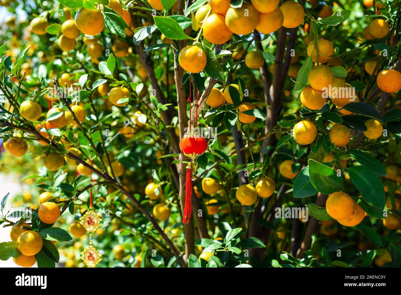 vietnamese tangerine tree close up Stock Photo - Alamy