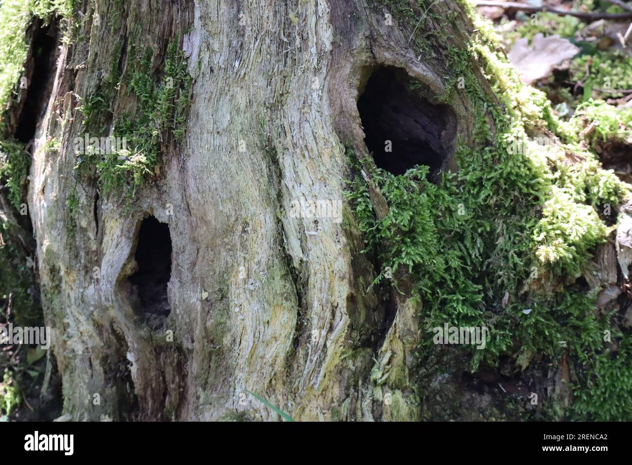 randomly arranged Knotholes in a Tree stump Stock Photo - Alamy
