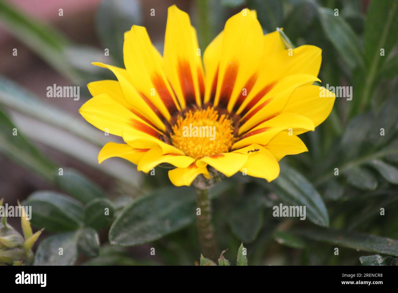Gazania heterochaeta hi-res stock photography and images - Alamy