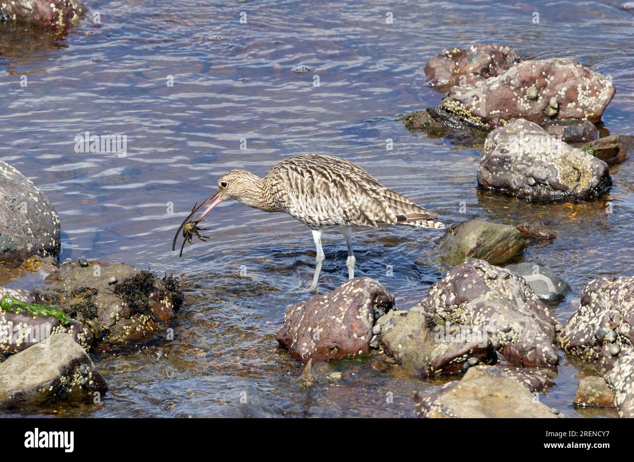 With its distinctive probing beak and cryptic plumage, the Curlew is ...