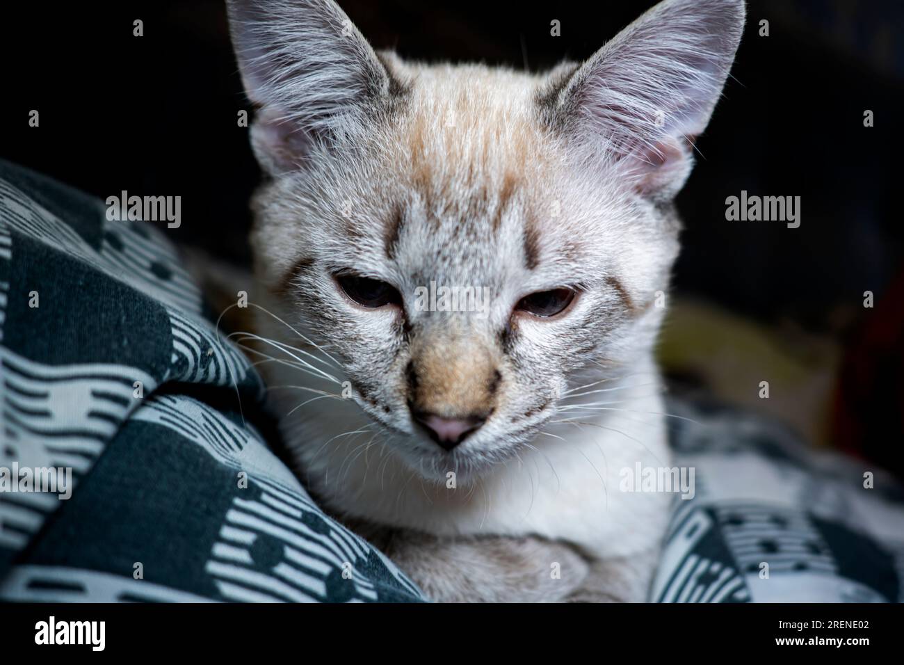 The muzzle of a gray fluffy cat with squinted eyes, kitten close-up ...