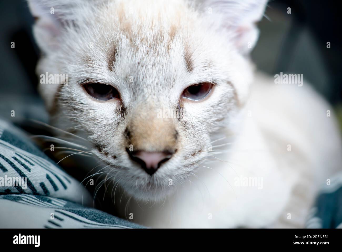 The muzzle of a gray fluffy cat with squinted eyes, kitten close-up ...