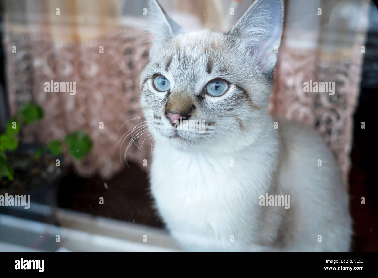 cat in the window looking into the distance , gray and white cat Stock ...