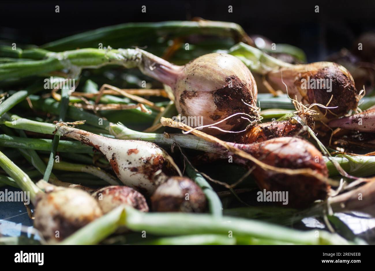 Different kinds of onions on a kitchen countertop, here photographed on ...