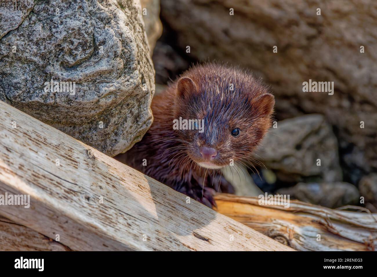 American mink fish hi-res stock photography and images - Alamy