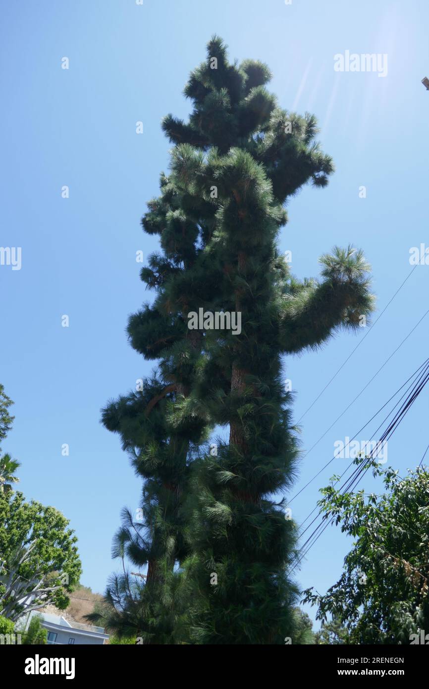 Los Angeles, California, USA 28th July 2023 Kotrona Cult Figure Grace ...