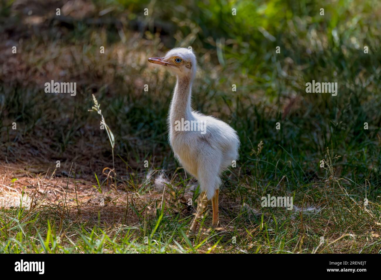 Patagonia chile bird young chick hi-res stock photography and images ...