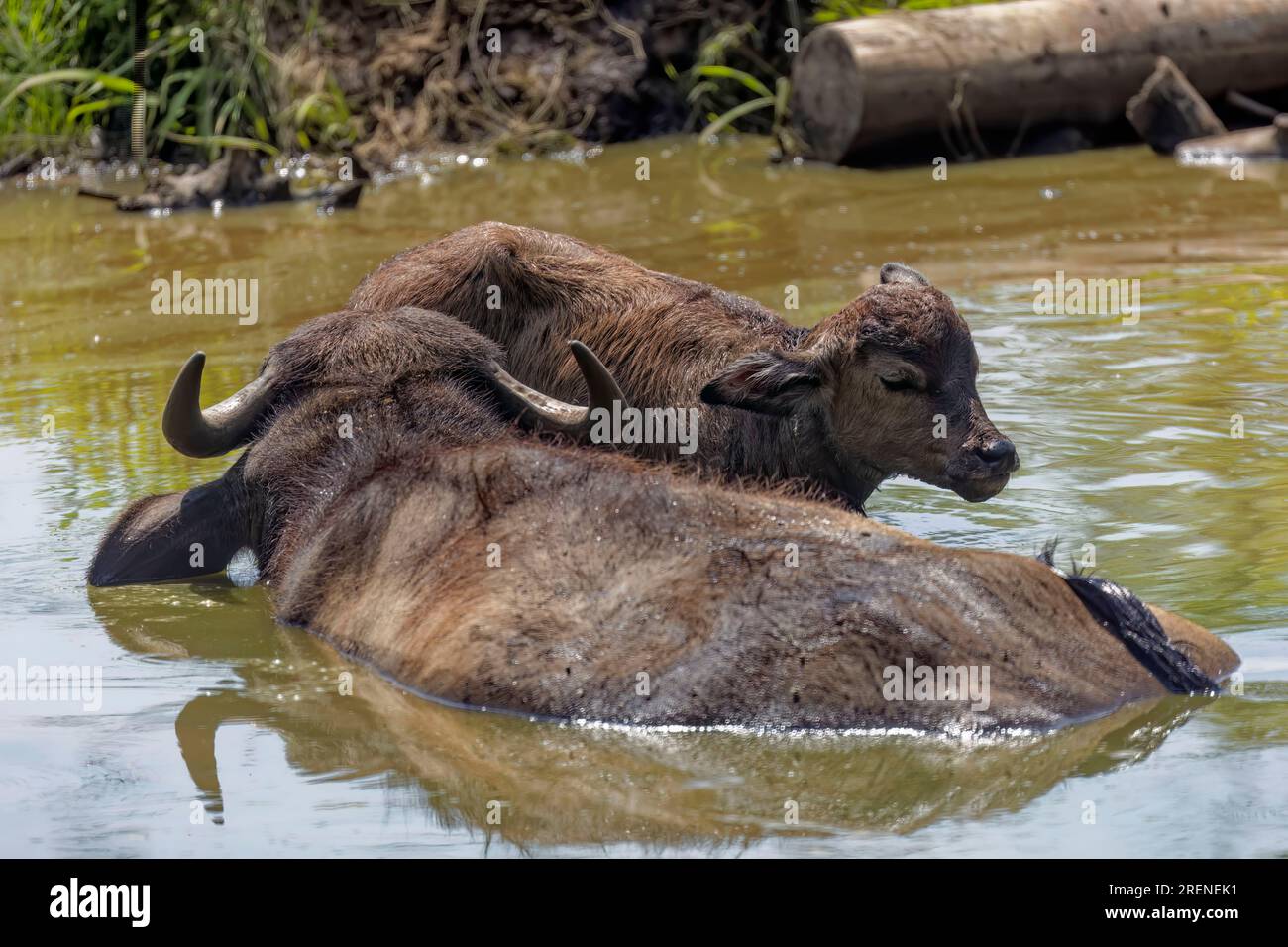 The water buffalo (Bubalus bubalis) with calf, also called the domestic ...