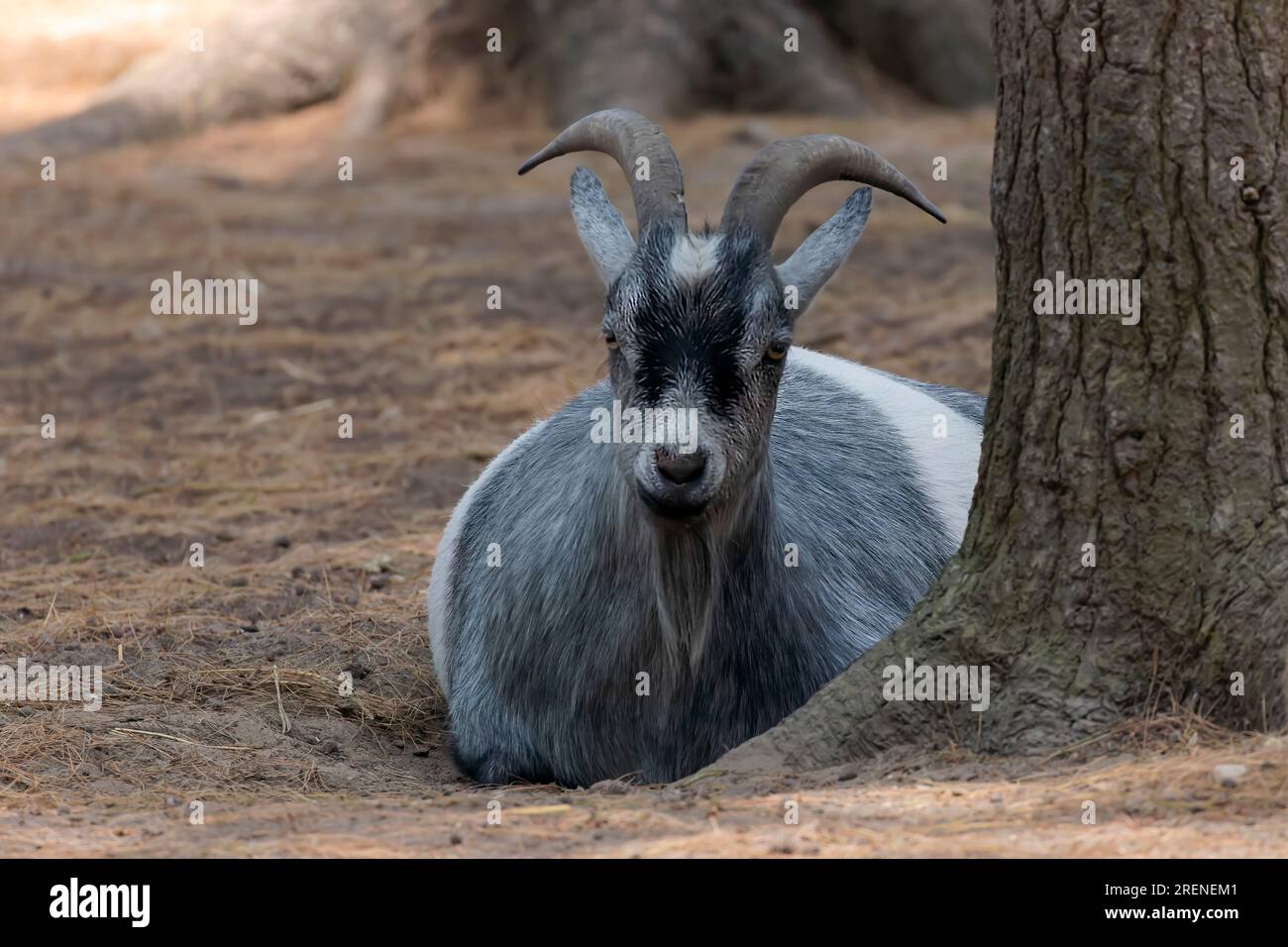 The American and African Pygmy goat is an American breed of ...