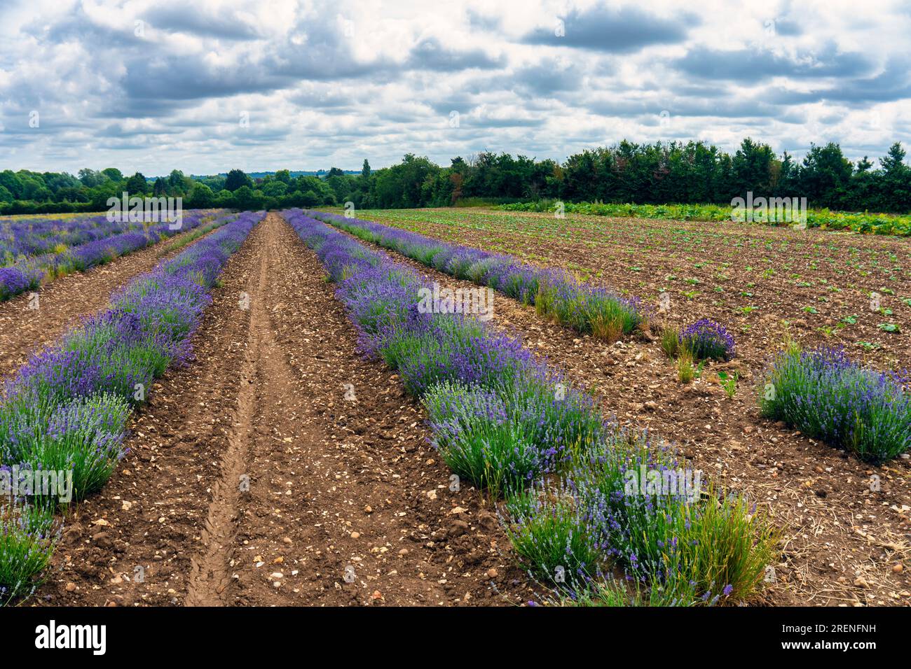 African horticulture hi-res stock photography and images - Alamy