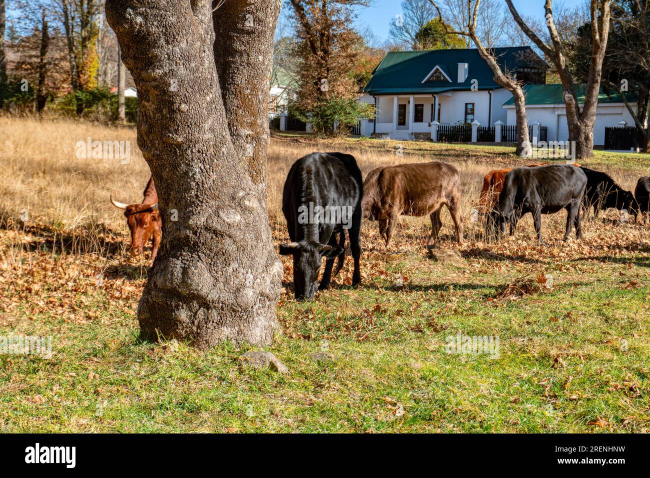 Old south afrikaans hi-res stock photography and images - Alamy
