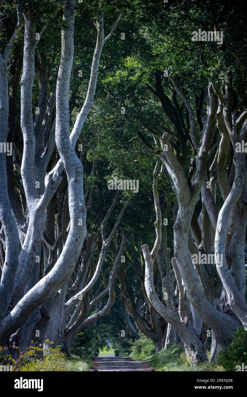 The Dark Hedges, 250 year old beech trees used as location in Game of ...