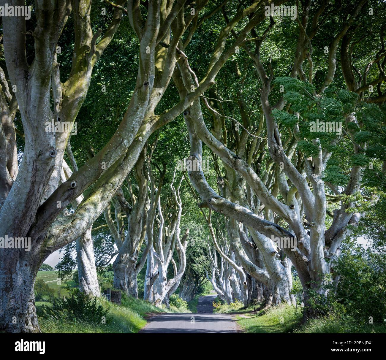 The Dark Hedges, 250 year old beech trees used as location in Game of ...