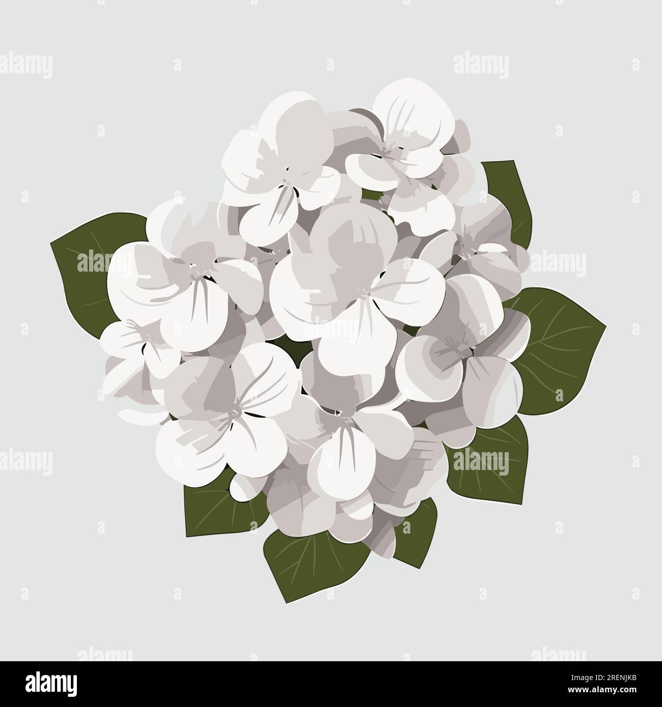 Hydrangea decoration drawing Stock Vector Images - Alamy