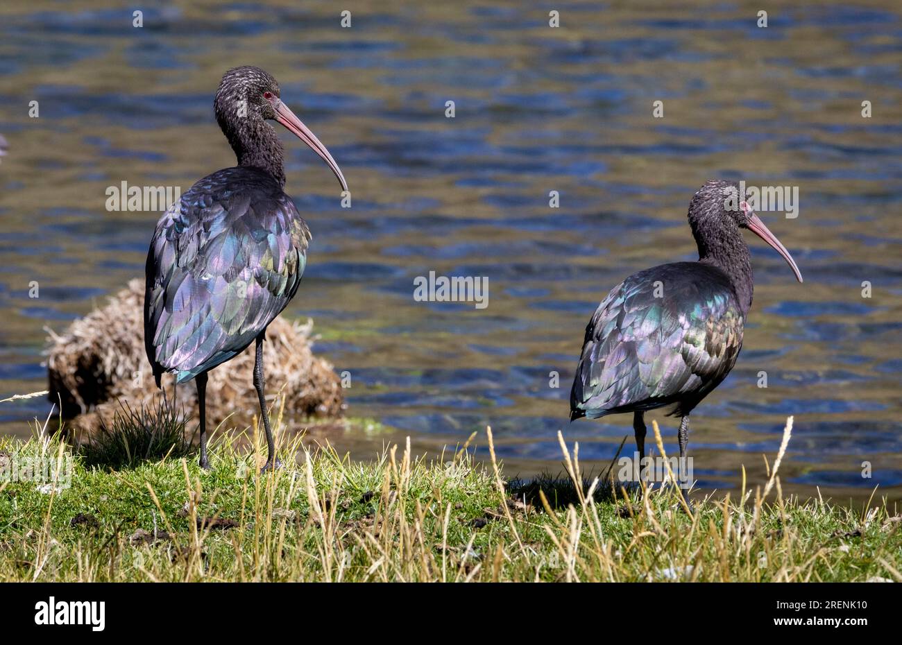 The Puna ibis (Plegadis ridgwayi), Carhuacocha lake, Huayhuash, Peru ...