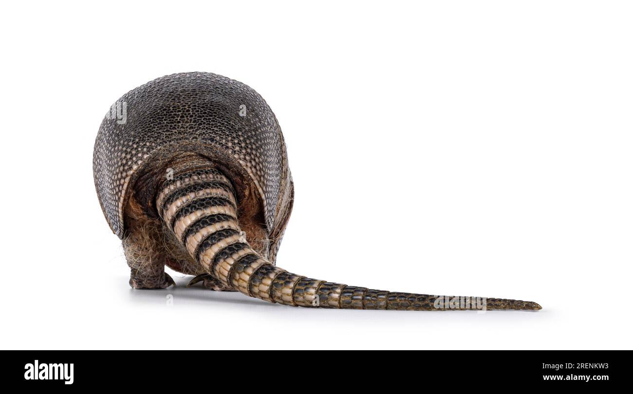 Rear side of nine banded Armadillo aka Dasypus novemcinctus, walking ...