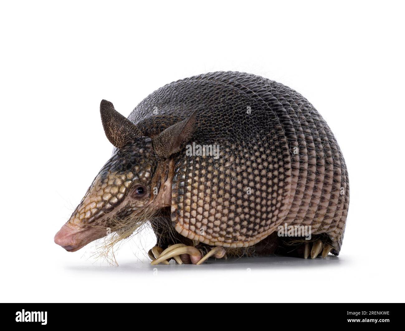 Nine banded armadillo isolated hi-res stock photography and images - Alamy