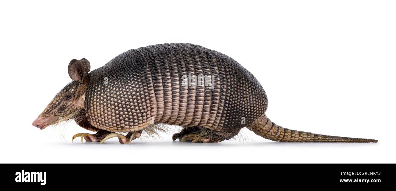 Nine banded Armadillo aka Dasypus novemcinctus, walking side ways ...