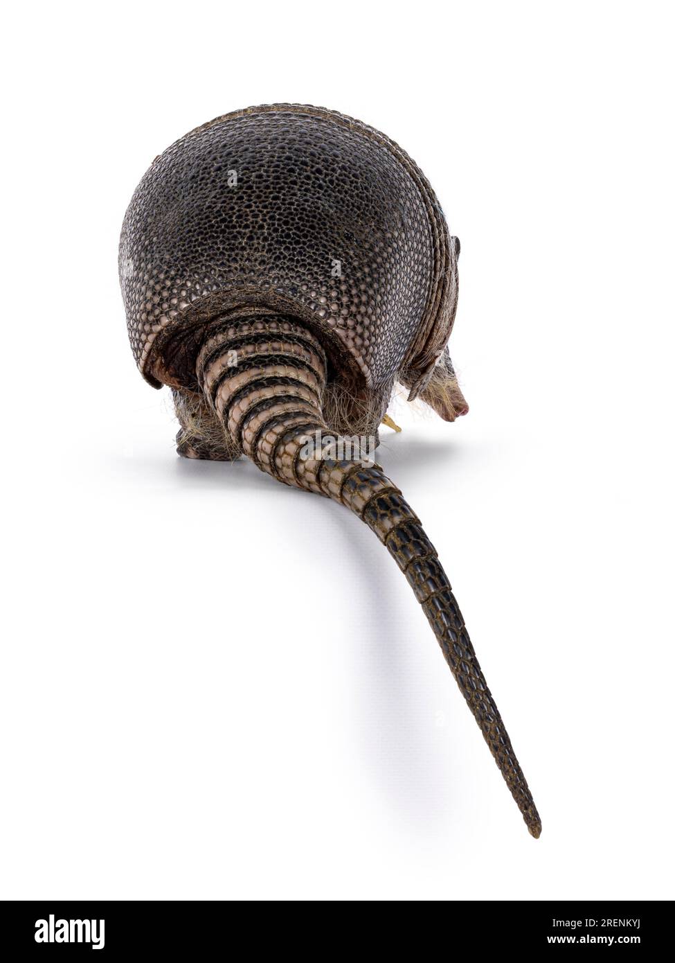 Rear side of nine banded Armadillo aka Dasypus novemcinctus, walking ...