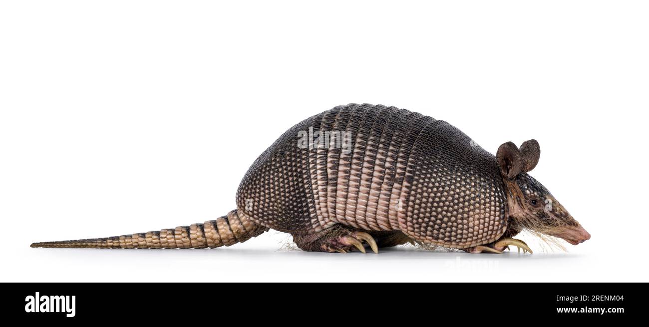 Nine banded Armadillo aka Dasypus novemcinctus, standing side ways. Looking side ways. Isolated ...
