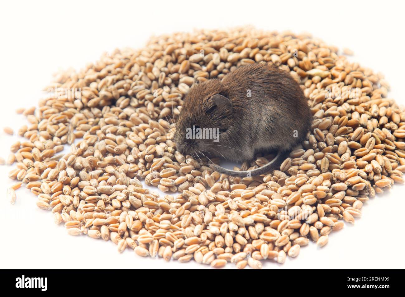 Voles are notorious pests of agriculture and households. Rodents damage ...