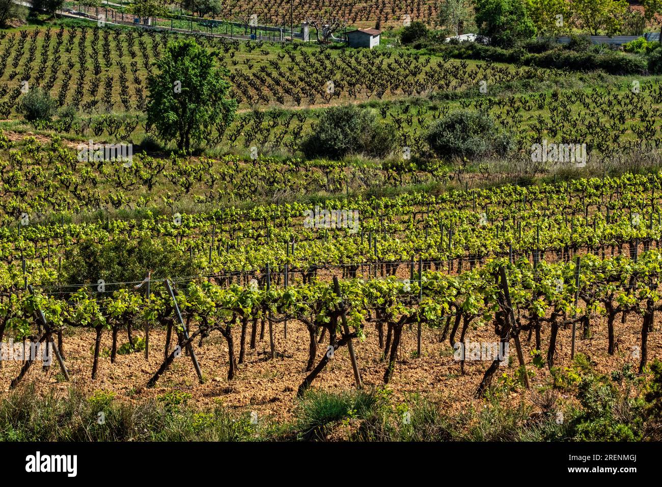 Traditional Mediterranean vineyards. Grape vine steam. Landscape with ...