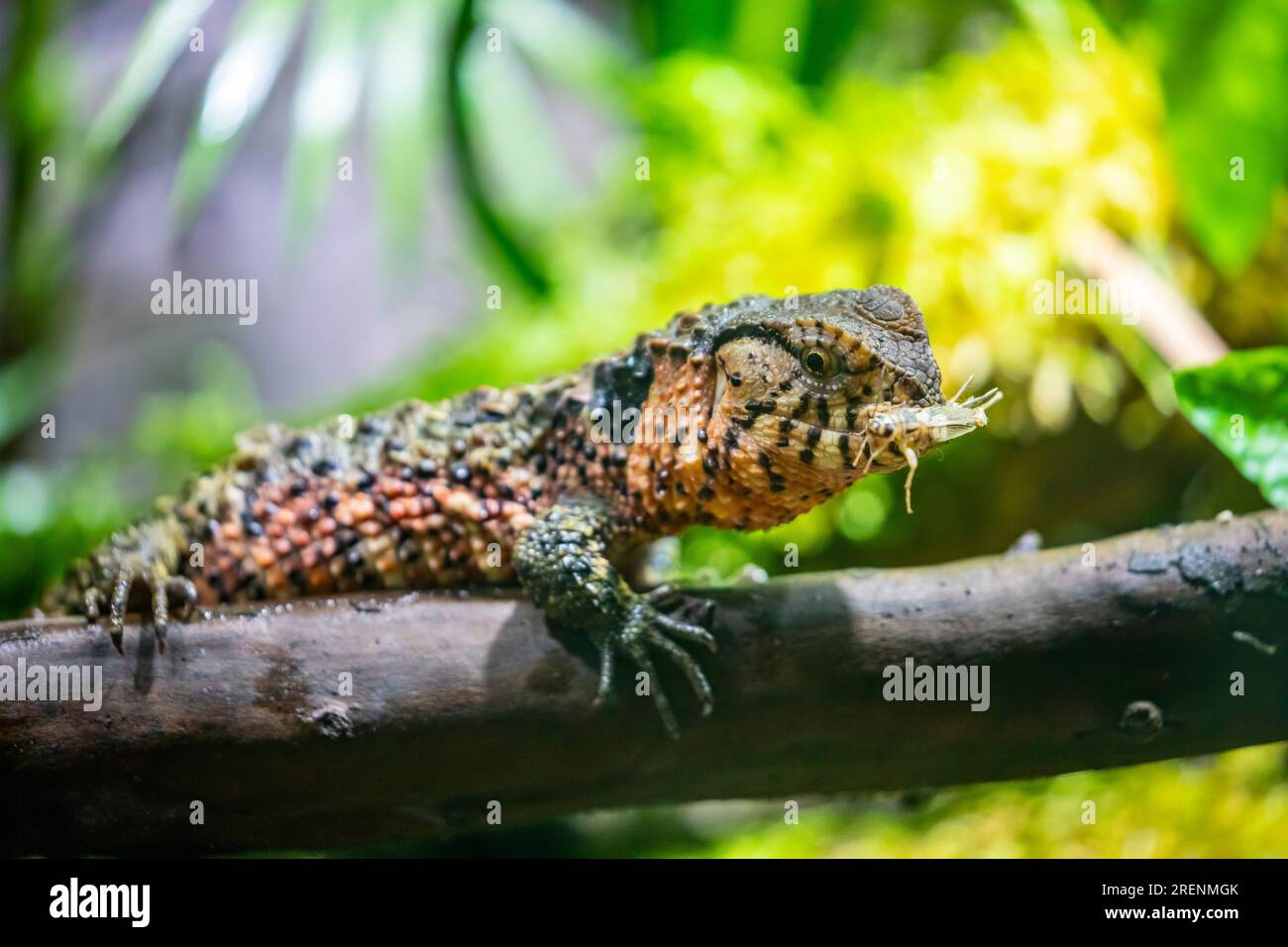 Vietnamese lizard hi-res stock photography and images - Alamy
