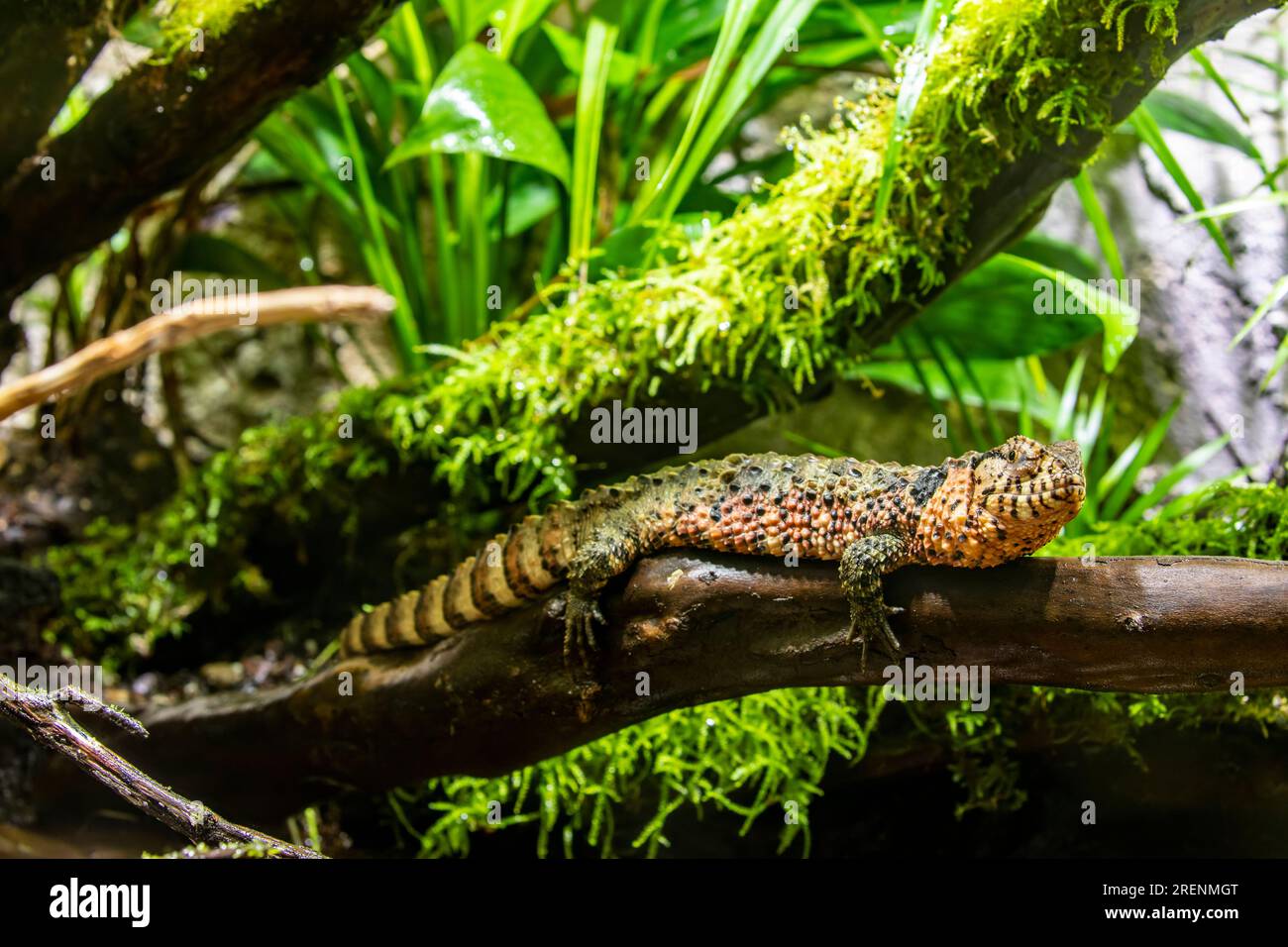 The Chinese crocodile lizard (Shinisaurus crocodilurus) is a ...