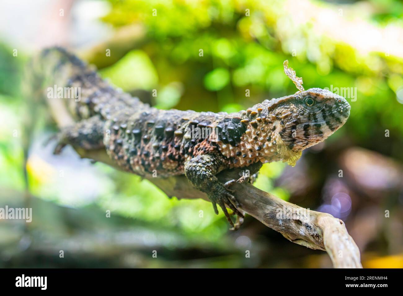 The Chinese crocodile lizard (Shinisaurus crocodilurus) is a semiaquatic lizard found only in ...