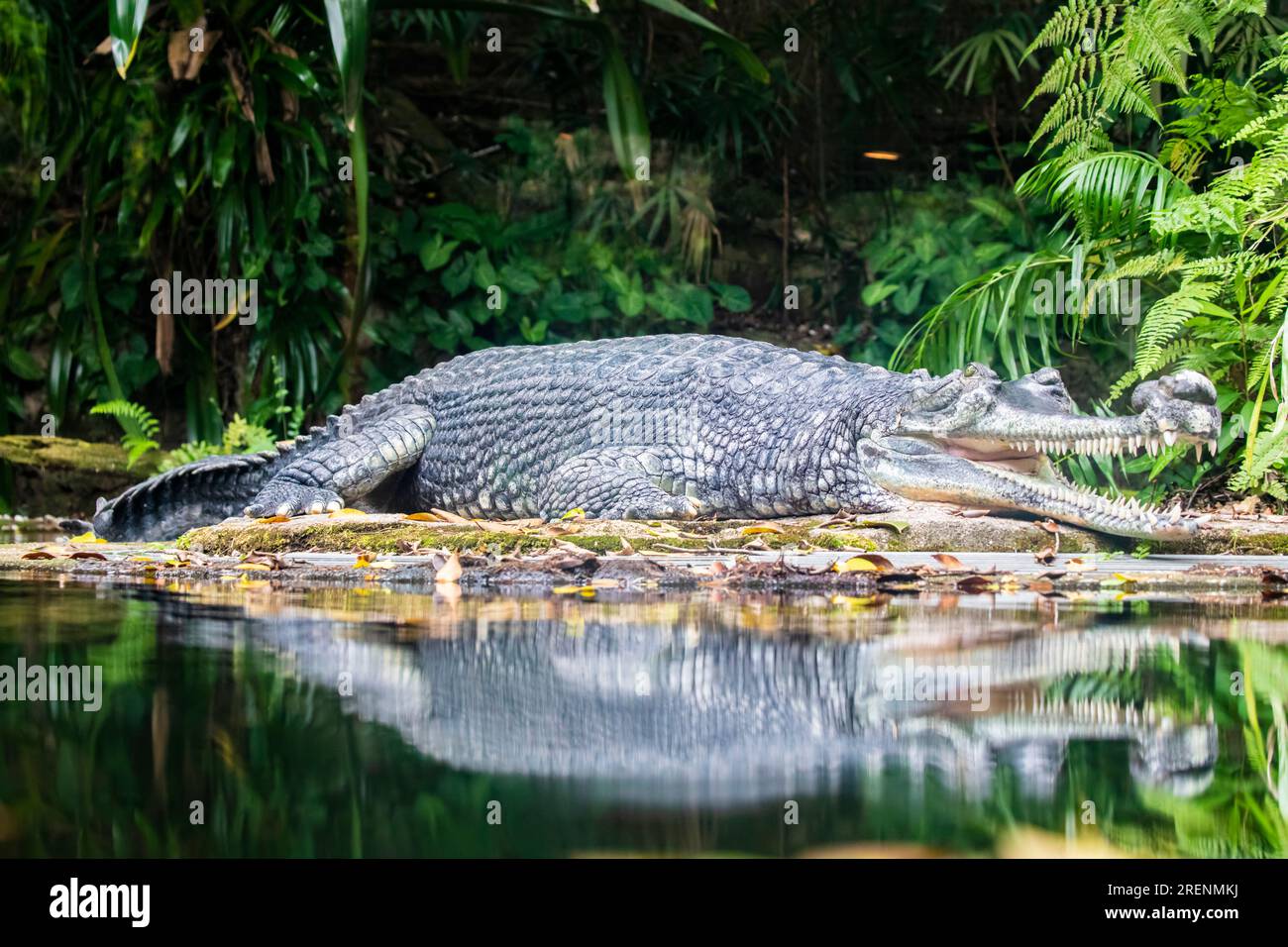 The gharial (Gavialis gangeticus) rests in the pond. It is a ...