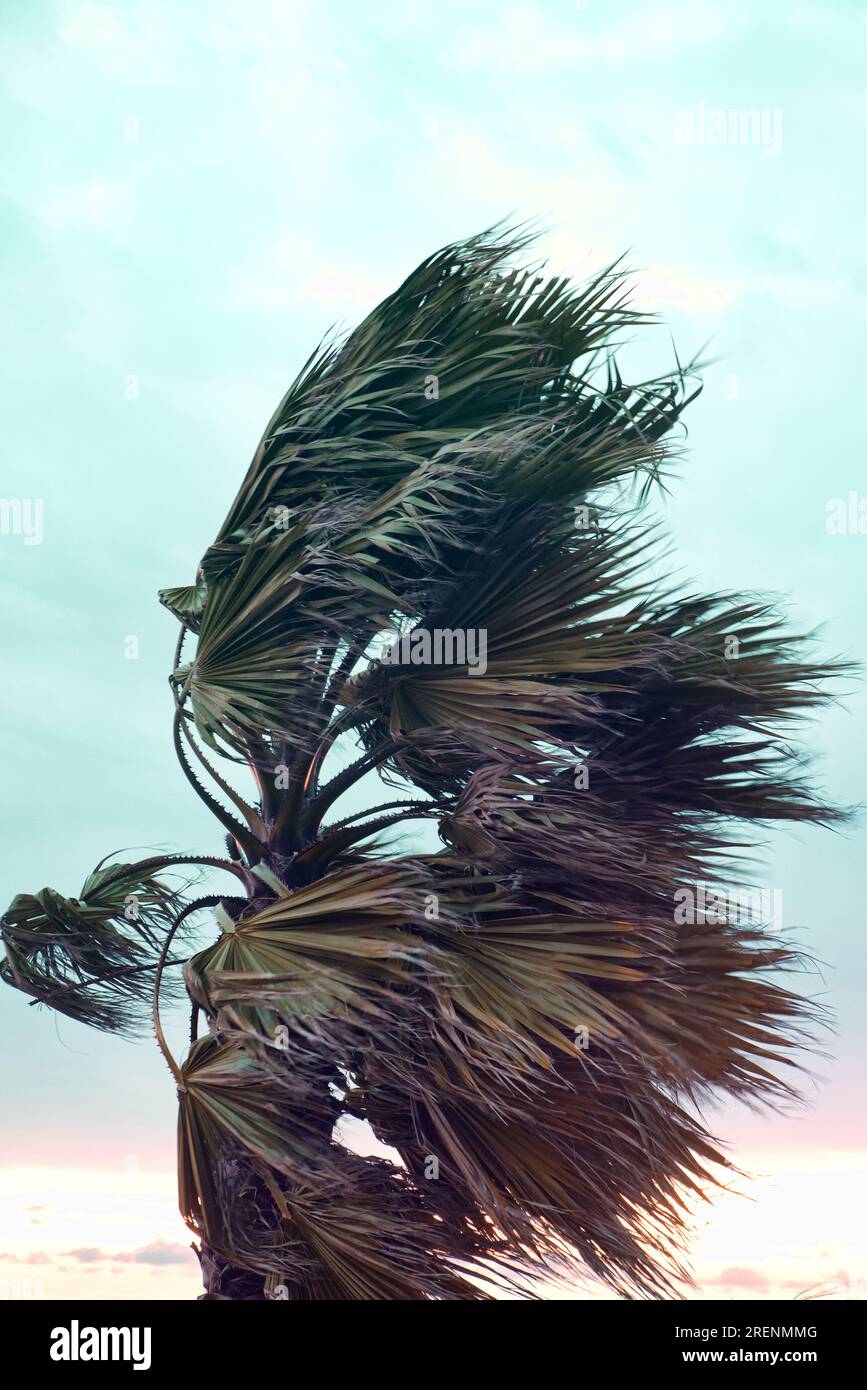 Ugly palm tree hi-res stock photography and images - Alamy