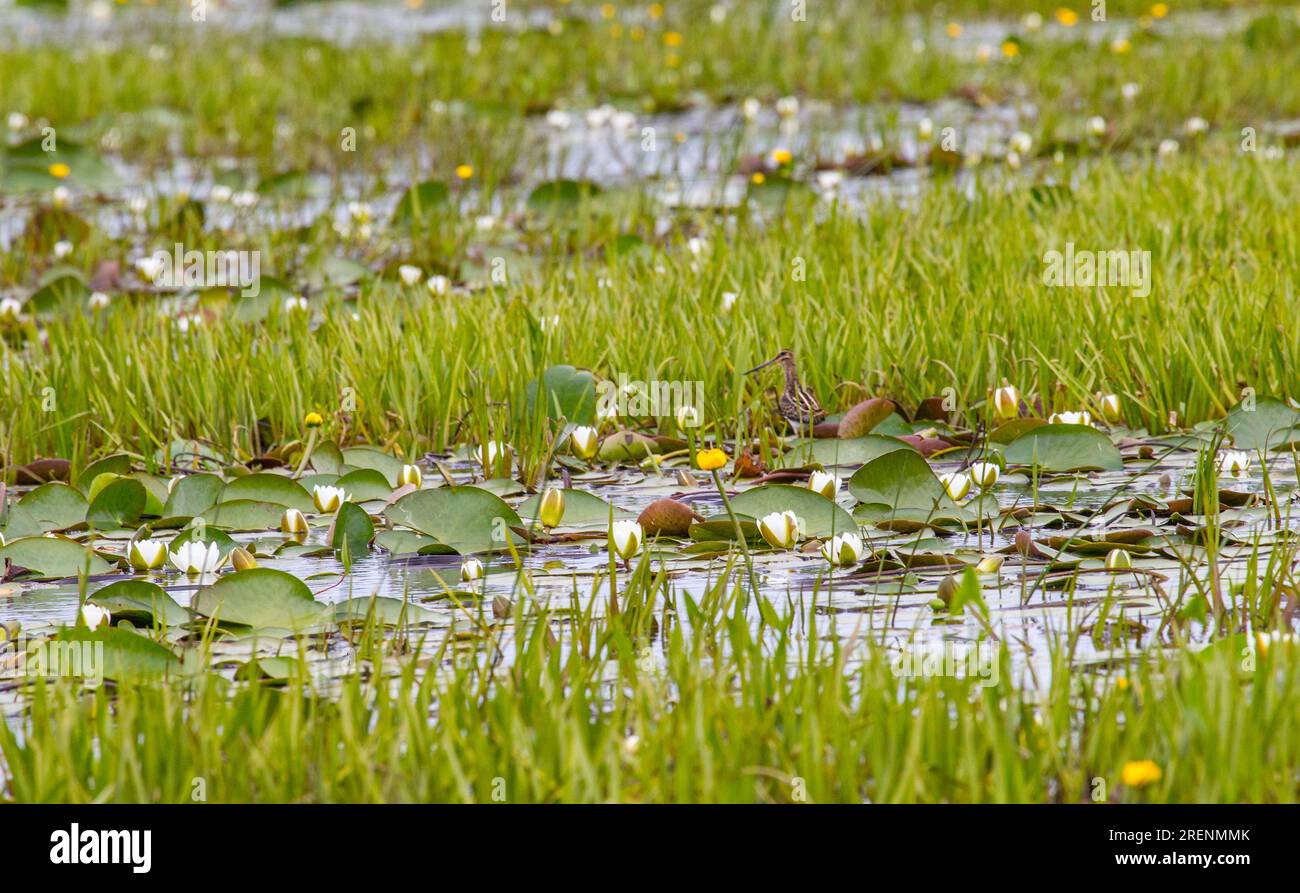 Deep pool, broad after flooding, flood meadows in flat river valley ...