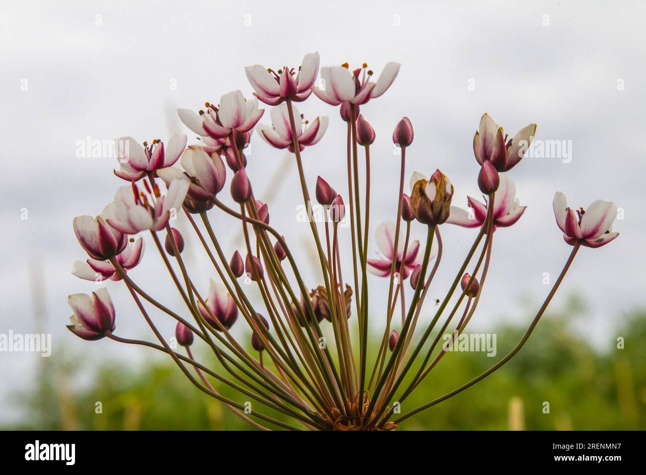 Rush flower (Butomus umbellatus) on the northern river marches. Food ...