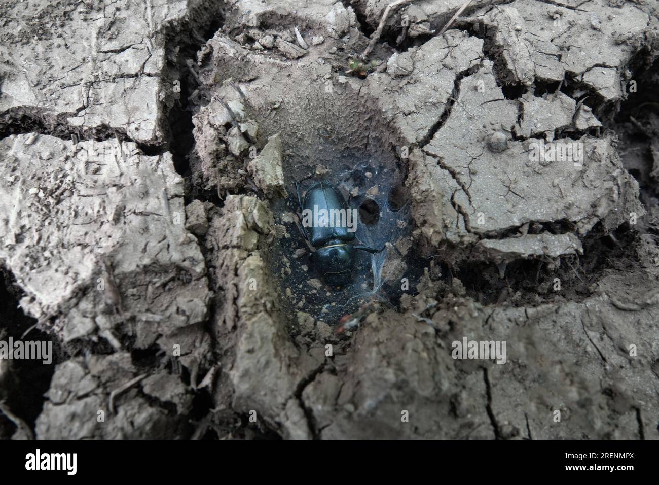 Anhydrous dry cracked earth and a dead black bug. The concept of ...