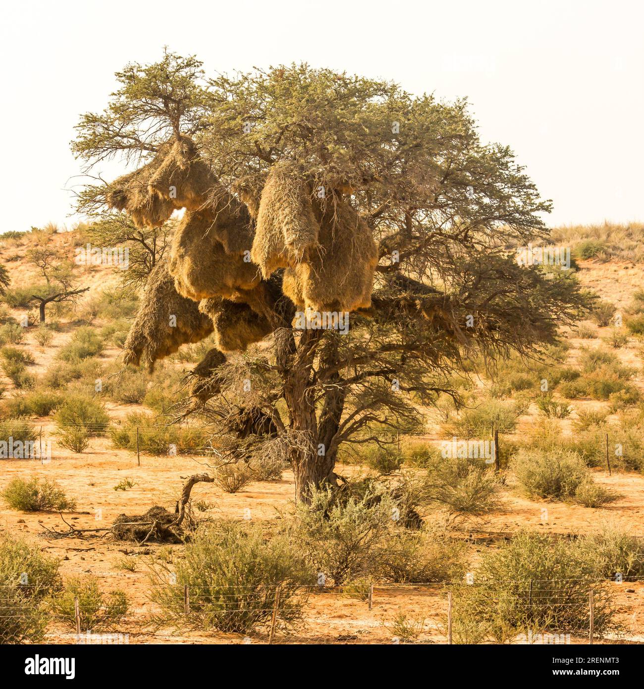 Acacia tree weaver bird nests hi-res stock photography and images - Alamy