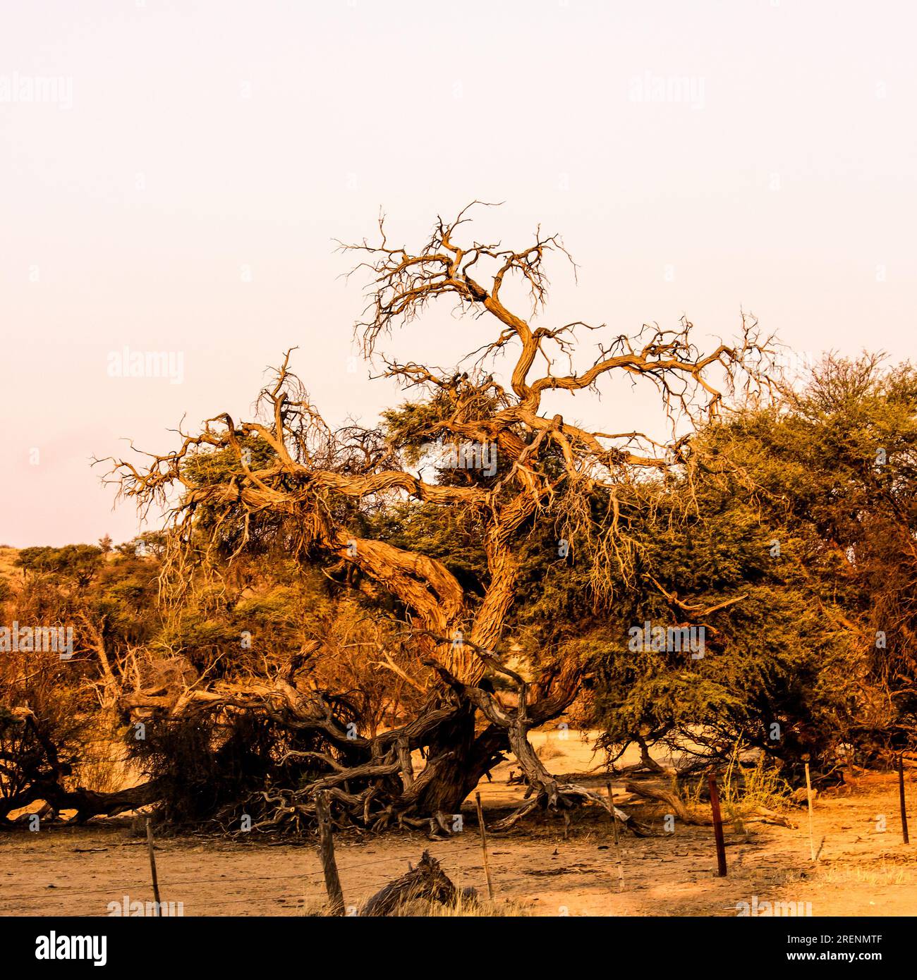 Partially dead kameeldoring hi-res stock photography and images - Alamy