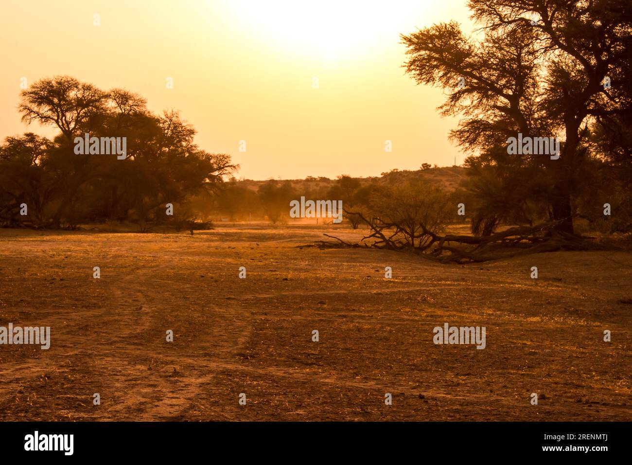 Golden dawn over the barren sands of the Kalahari Desert in the deserts ...
